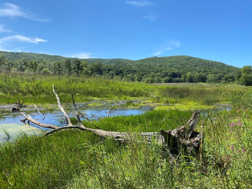 How Environmental Scientists Are Using Data to Help Restore a Rare ...