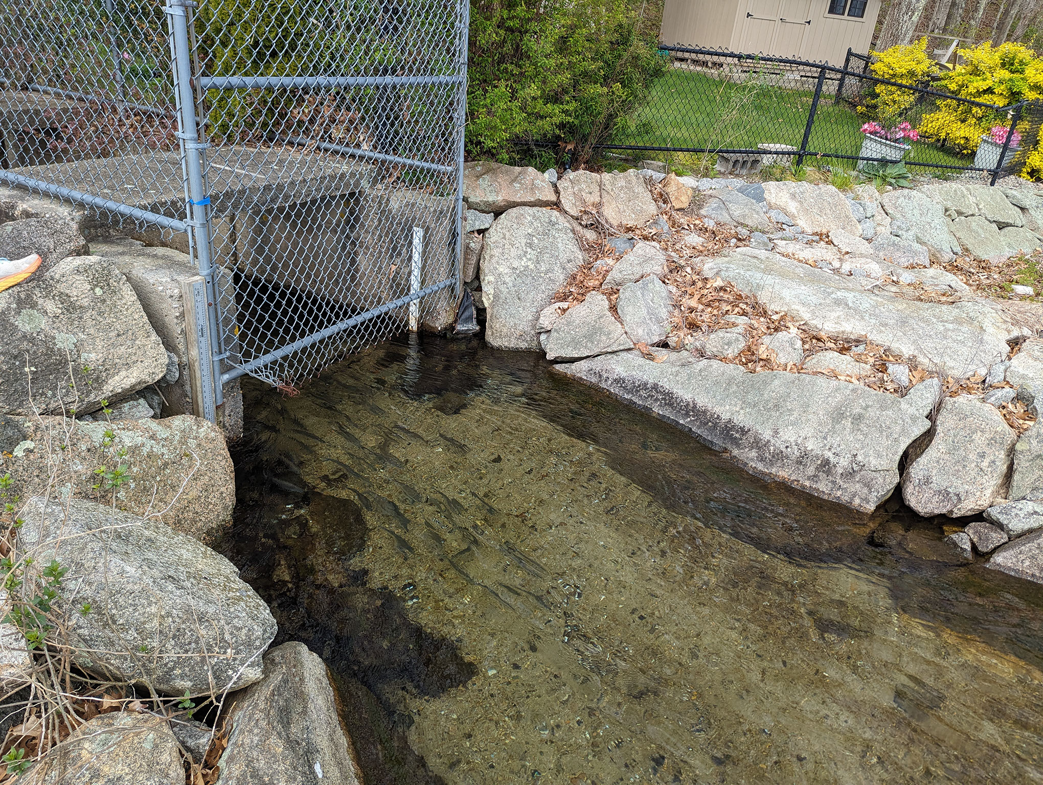 Mashpee Habitat Restoration Effort Receives Grant Award Northeast ...